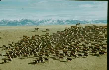 Cowboys Moving Herd Cattle Montana Gerard Editorial Stock Photo - Stock ...
