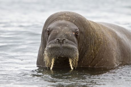 Adult Male Walrus Odobenus Rosmarus Rosmarus Editorial Stock Photo ...