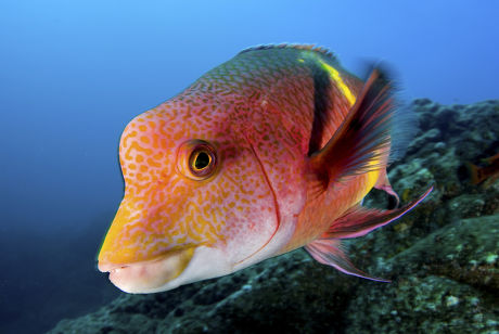 5 Hog fish Stock Pictures, Editorial Images and Stock Photos | Shutterstock