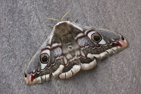 Emperor Moth Female Saturnia Pavonia Sark Editorial Stock Photo - Stock ...