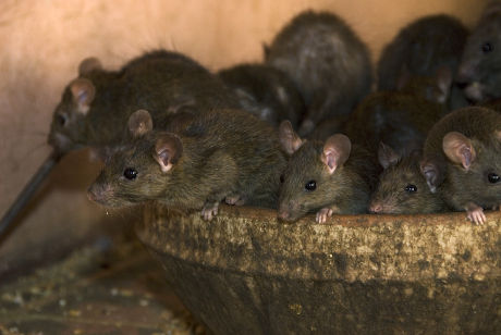 Brown Rats Rattus Norvegicus Karni Mata Editorial Stock Photo - Stock ...
