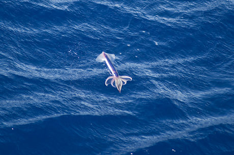 Flying Squid Species Midair Roughly 100 Editorial Stock Photo - Stock ...