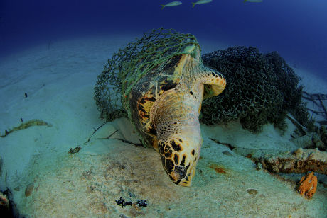 Hawksbill Turtle Trapped Fishing Net British Editorial Stock Photo ...