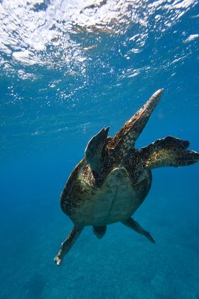 35 Male sea turtle Stock Pictures, Editorial Images and Stock Photos ...