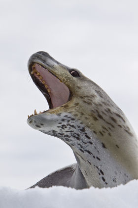 Leopard Seal Hydrurga Leptonyx Second Largest Editorial Stock Photo ...