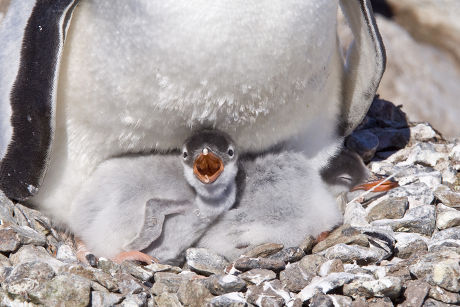 Gentoo Penguins Pygoscelis Papua Antarctica Gentoo Editorial Stock ...