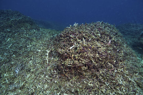 Coral Damage Caused By Dynamite Bomb Editorial Stock Photo - Stock ...