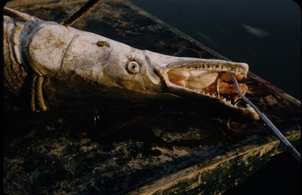 Gar Fishing, USA Stock Pictures, Editorial Images and Stock Photos ...