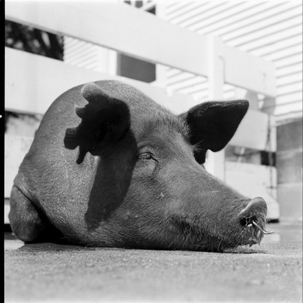 Pig Head Lying On Ground United Editorial Stock Photo - Stock Image ...