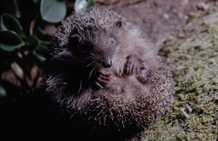 Edge Hog Species Tenrec Family Lying Editorial Stock Photo - Stock ...