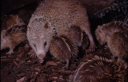 Close Shots Tenrec Family Madagascar 1964 Editorial Stock Photo - Stock ...