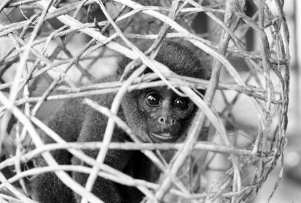Baby Woolly Monkey Inside Cage 1968 Editorial Stock Photo - Stock Image ...