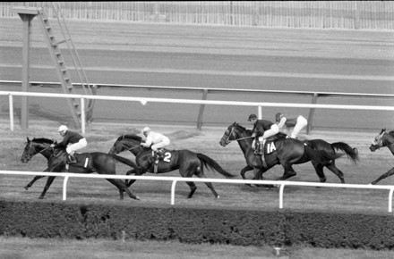 Buckpasser Thoroughbred Racehorse Racing Bowling Green Editorial Stock ...