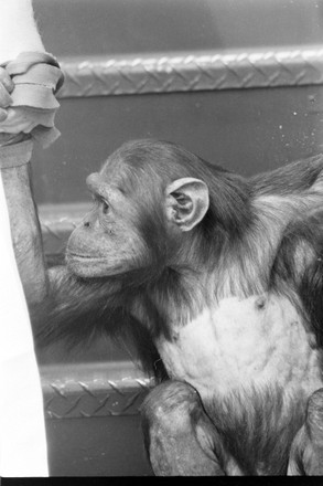 Ham Chimpanzee During National Aeronautics Space Editorial Stock Photo ...