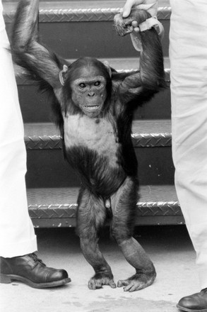 Ham Chimpanzee During National Aeronautics Space Editorial Stock Photo ...