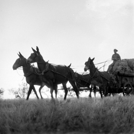 Horsedrawn Carriage Crossing Field Matador Ranch Editorial Stock Photo ...