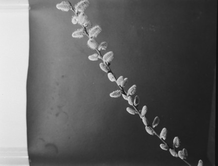 Spring Buds Starting Bloom March 1945 Editorial Stock Photo - Stock ...