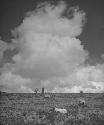 38 Wwii ww2 animals Stock Pictures, Editorial Images and Stock Photos ...