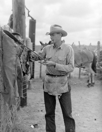 Cowboy Maintaining His Gear Texas Cattle Editorial Stock Photo - Stock ...