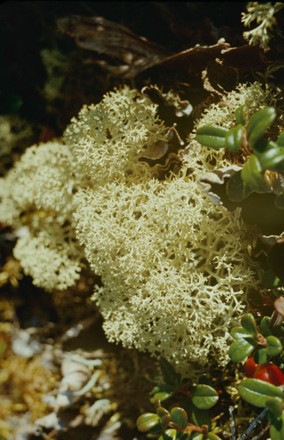 Reindeer Lichen Essential Food Reindeer Alaska Editorial Stock Photo ...