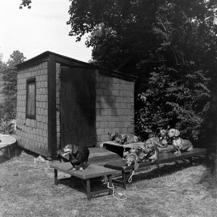 1,000 1930s dogs Stock Pictures, Editorial Images and Stock Photos ...