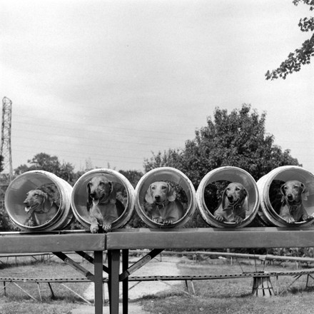 1,000 1930s dogs Stock Pictures, Editorial Images and Stock Photos ...