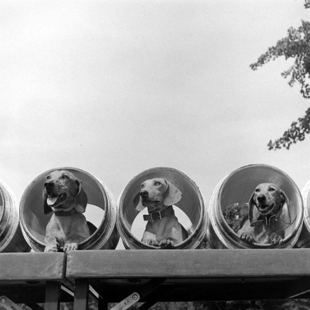 1,000 1930s dogs Stock Pictures, Editorial Images and Stock Photos ...