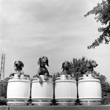 1,000 1930s dogs Stock Pictures, Editorial Images and Stock Photos ...