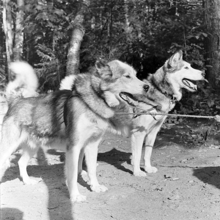 1,000 1930s dogs Stock Pictures, Editorial Images and Stock Photos ...