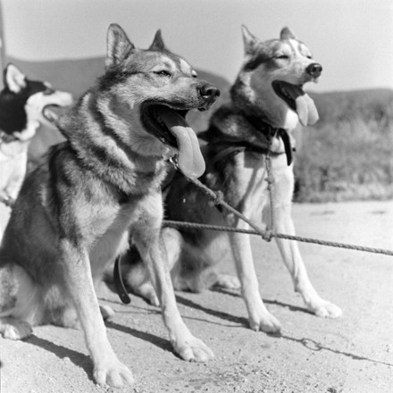 1,000 1930s dogs Stock Pictures, Editorial Images and Stock Photos ...