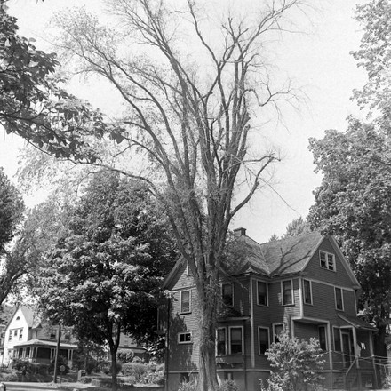 Elm Tree Attack By Elm Bark Editorial Stock Photo - Stock Image ...