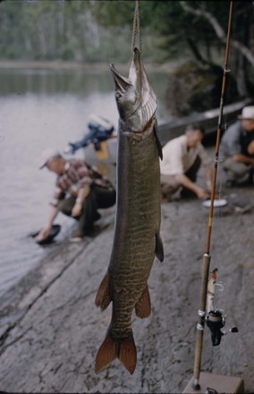12 Muskellunge Stock Pictures, Editorial Images and Stock Photos ...