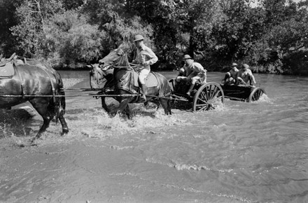 38 Wwii ww2 animals Stock Pictures, Editorial Images and Stock Photos ...