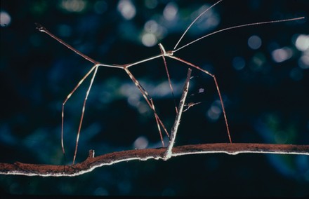 1 Phasmids Stock Pictures, Editorial Images and Stock Photos | Shutterstock