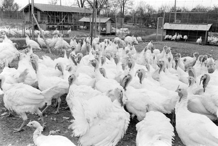 6 Rafter of turkeys Stock Pictures, Editorial Images and Stock Photos ...
