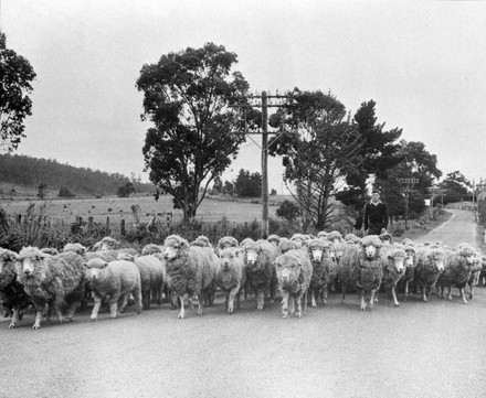 38 Wwii ww2 animals Stock Pictures, Editorial Images and Stock Photos ...