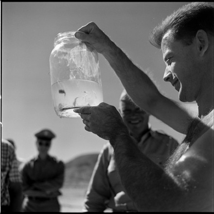 Crustaceans Net California United States 1955 Editorial Stock Photo ...