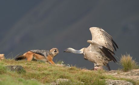 Jackal Vulture Fight Over Scrap Meat Editorial Stock Photo - Stock ...