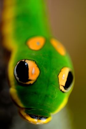 21 Fake snake Stock Pictures, Editorial Images and Stock Photos ...