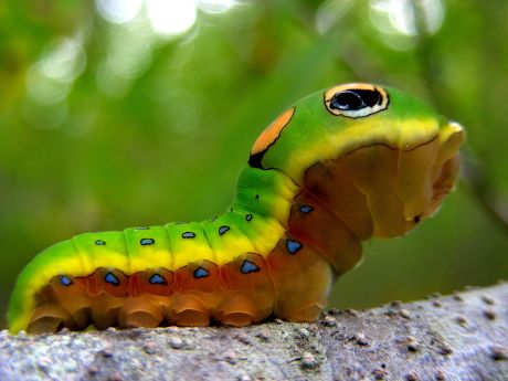 21 Fake snake Stock Pictures, Editorial Images and Stock Photos ...
