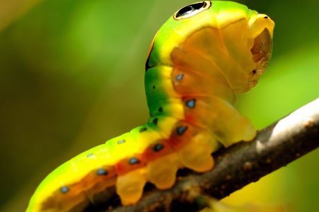 21 Fake snake Stock Pictures, Editorial Images and Stock Photos ...