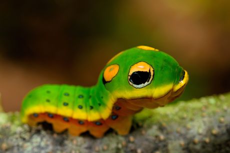 21 Fake snake Stock Pictures, Editorial Images and Stock Photos ...