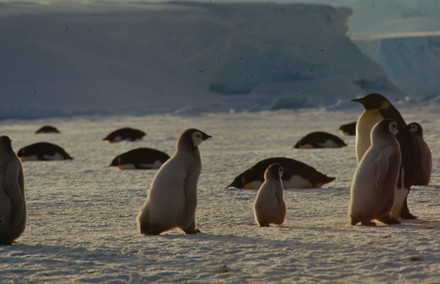 Penguins Roaming During Operation Deep Freeze Editorial Stock Photo ...