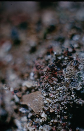 Closeup Insects Crawling On Rocks During Editorial Stock Photo - Stock ...