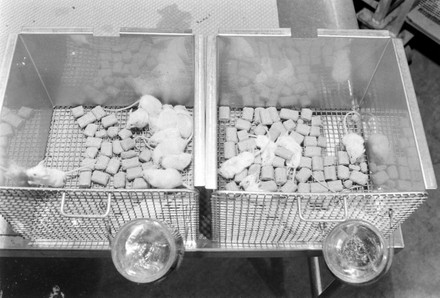 Research Groups Dupont Laboratory Conducting Experiments Editorial ...