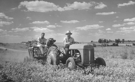 44 Peanut farming Stock Pictures, Editorial Images and Stock Photos ...