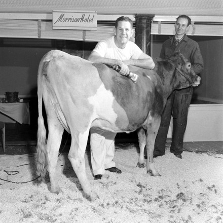 Barber Leaning Cow Bessie 1948 Editorial Stock Photo - Stock Image ...