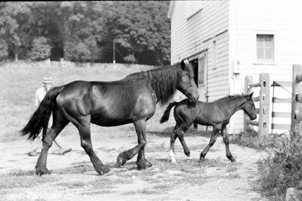 Closeup Percheron Farm 1942 Editorial Stock Photo - Stock Image ...