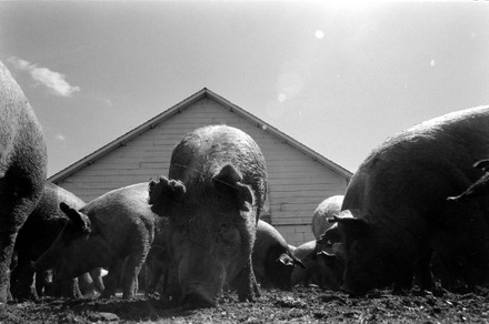 250 1950s livestock Stock Pictures, Editorial Images and Stock Photos ...