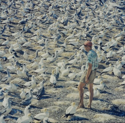 People Watching Smoke New Zealand 1959 Editorial Stock Photo - Stock ...